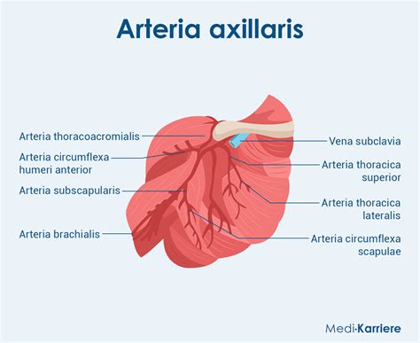 Arteria Axillaris Anatomie Und Verlauf