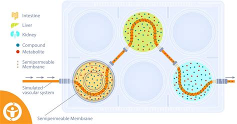 Advancing Microphysiological System Testing To A Meso Scale Lifenet