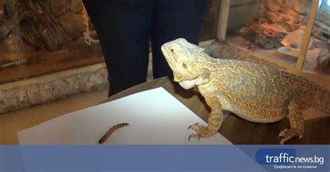 Гущер от Природонаучния музей направи прогноза за финала Аржентина