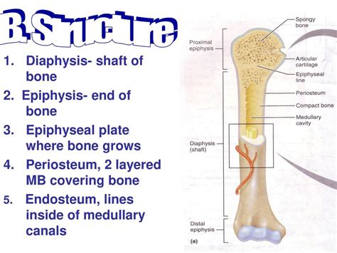 Shaft And Diaphysis