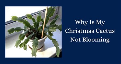 Latin Name For Cactus Understanding The Scientific Classification Of Cacti