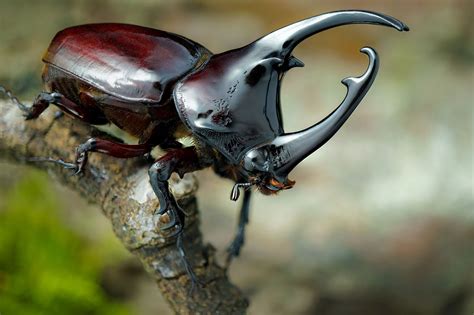 Augosoma Centaurus Centaurus Beetle Male Stag Beetle Rhinoceros