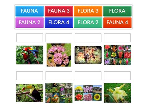 Flora Y Fauna Del Ecuador” Match Up