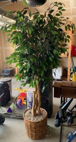 Artificial Ficus Tree And String Lights Estate Details