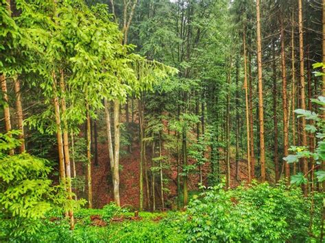 Premium Photo Trees In Forest