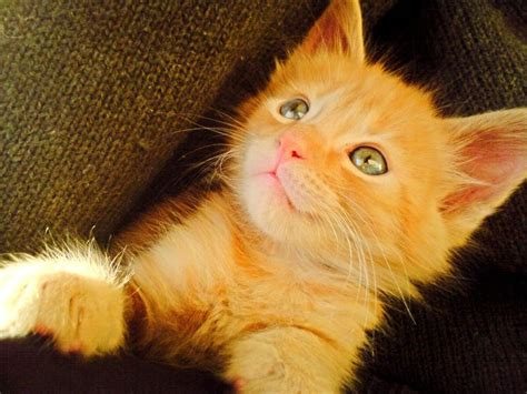My Lovely Cat So Cute Kingo