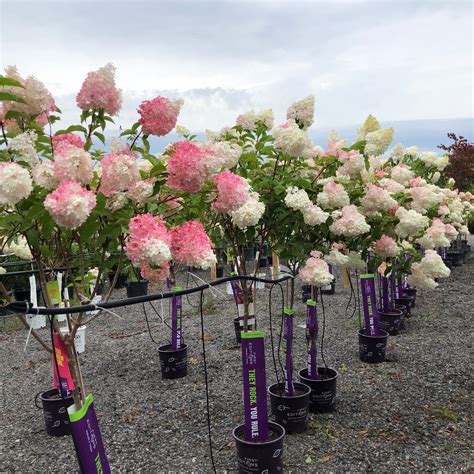 Standard Hydrangea Vanilla Strawberry 31