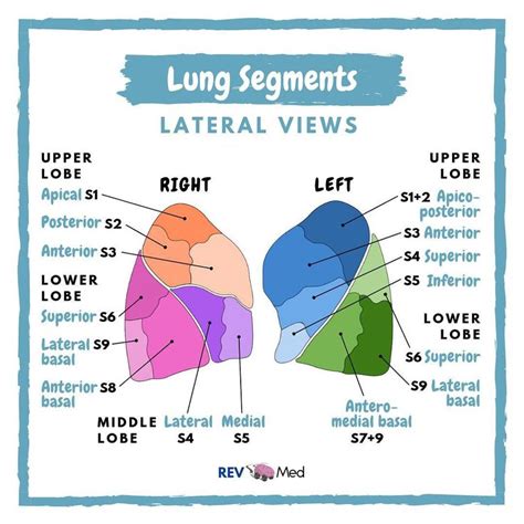 Lung Anatomy Lobes Segments