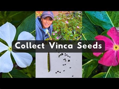 How Do You Plant Perennial Vinca Seeds