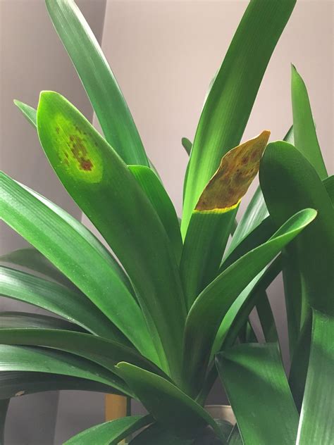 Brown Spots On Clivia Details In Comments Rplantclinic