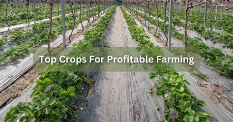 Top Crops For Profitable Farming Maximize Your Yield With High Demand