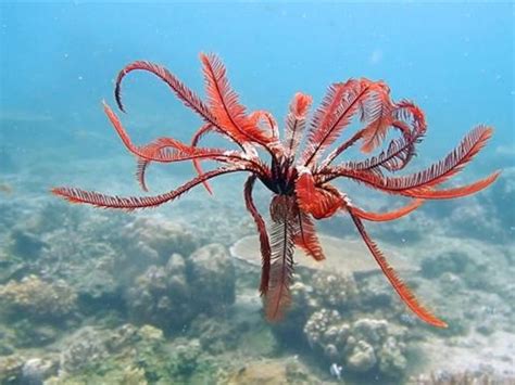Types Of Sea Lilies
