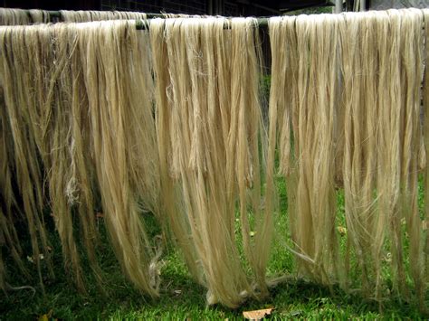What Is Abaca Fibers At Evelyn Shank Blog