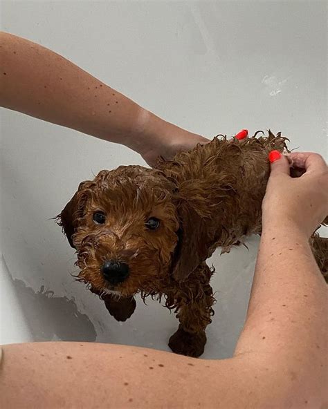 Best Shampoo For A Cockapoo Top 6 Picks 2024 We Love Doodles