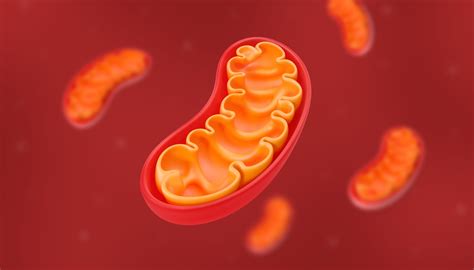 Link Found Between Mitochondria And Ms Brain Damage Ucr News Uc