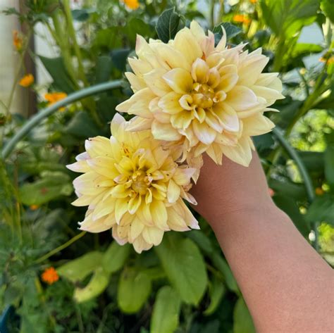 Beez Garden