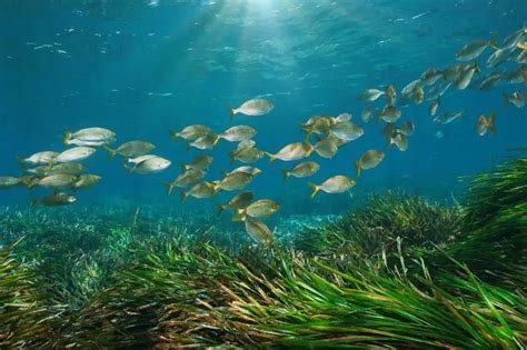 10 Rules For Seagrass Restoration Rewilding Academy