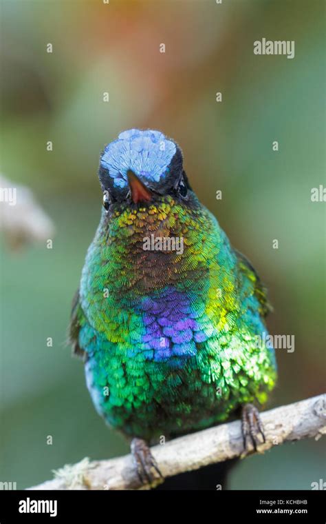 Fiery Throated Hummingbird Panterpe Insignis Perched On A Branch In