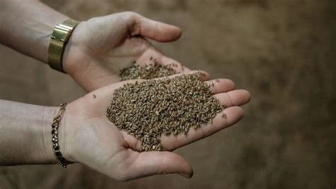 Amazon Bans Foreign Seed Sellers From Selling In U S