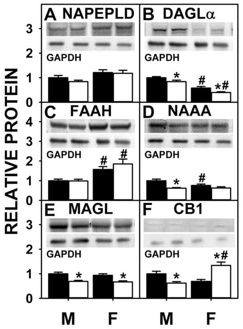 Fabp1 A Novel Hepatic Endocannabinoid And Cannabinoid Binding Protein