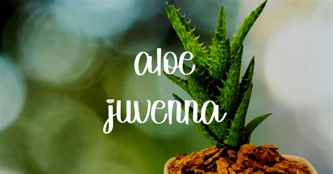 Aloe Juvenna Tiger Tooth Aloe A Comprehensive Guide