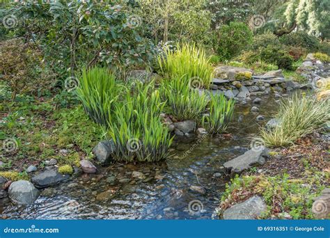 Babbling Brook In Spring Stock Image Image Of Pacific 69316351