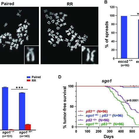 Elevated Mitotic Segregation Errors In Esco2 Haploinsufficient Embryos