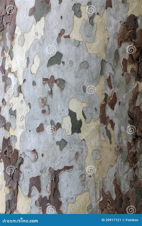 Platanus Tree Stock Image Image Of Abstract Platanaceae 20917121