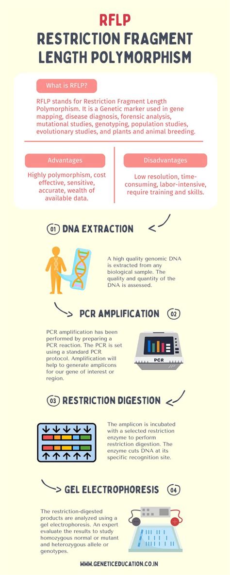 Rflp Restriction Fragment Length Polymorphism Restriction Fragment Length Polymorphism
