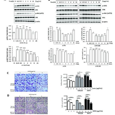 Fibronectin Fn Regulates Trophoblast Invasiveness And Migration By Download Scientific