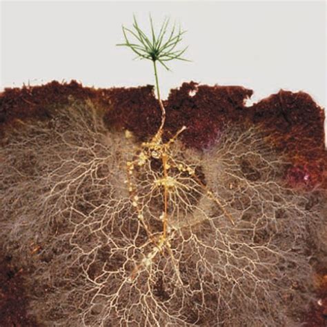 Materias Primas — Lurpe Natural Solutions