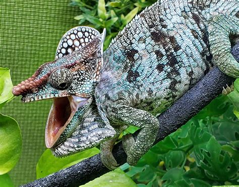 Chameleon 3 Chameleon Forums