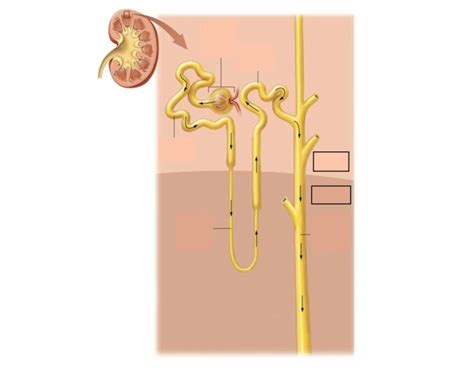 Nephron Bio264 Final Exam — Printable Worksheet