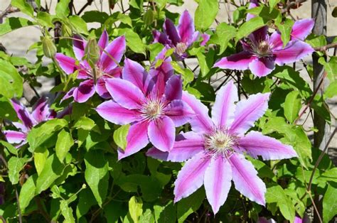 Clematis Dr Ruppel Mypalmshop