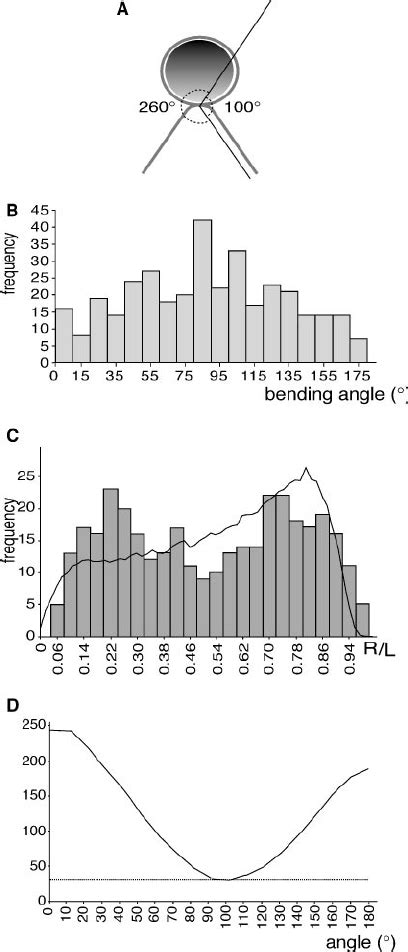 A Schematic Representation Of A Wrapped Nucleoprotein Complex Showing Download Scientific