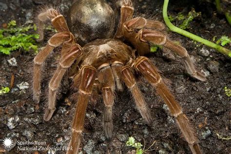 Goliath Birdeater Tarantula Eating A Bird