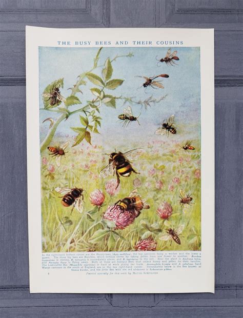 Vintage 1950s Bee Print Book Picture Lithograph Honey Bees Wasps