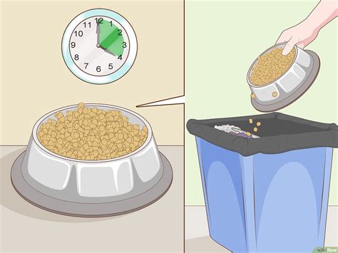 Puedes Poner Comida Para Perros En Latas