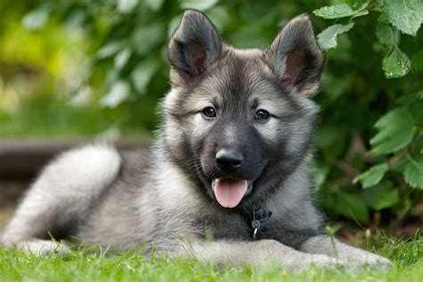 Top Care Tips To Raise A Healthy Norwegian Elkhound Puppy