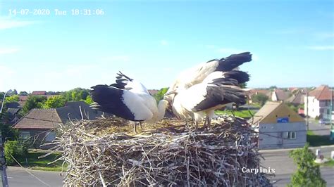 Cuib Berze Carpinis Judetul Timis Transmisiune Live Din Cuibul De