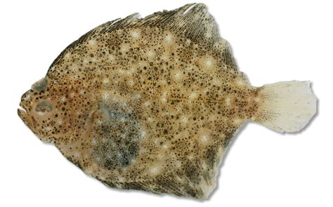 Fish And Shellfish Identification — The Culinary Pro