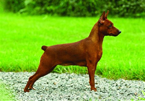 Mini Doberman Pinscher With Uncropped Ears
