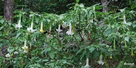 21 White Flowered Vines And Climbing Plants