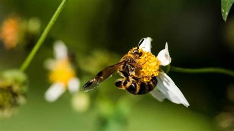 Boost Greenhouse Crop Yields With Effective Bee Pollination