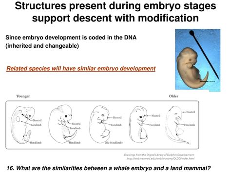 Ppt Exploring Macroevolution Genetic Relationships And Evolutionary