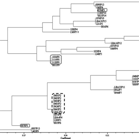 Neighbor Joining Dendrogram Based On The Dice Similarity Coefficient Download Scientific
