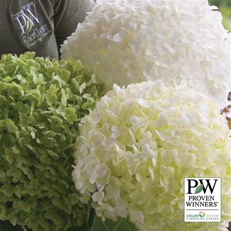 Incrediball® Hydrangea Shopic