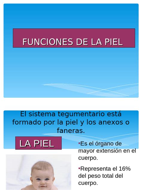 Funciones De La Piel Pdf Piel Epidermis