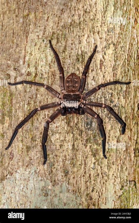 Giant Australian Huntsman Spider