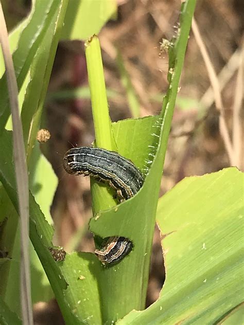 Armyworm Umn Extension